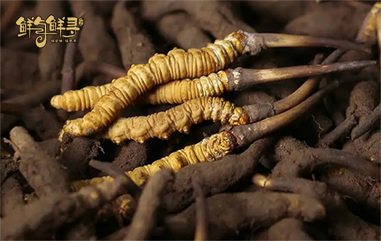 鲜与鲜寻虫草科普：新鲜虫草和干草有什么区别？哪个好？ - 知乎