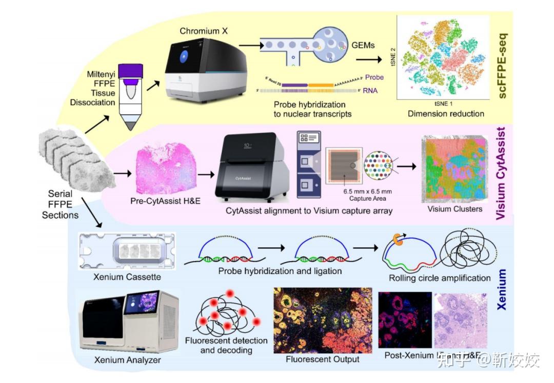 10x Genomics FFPE 