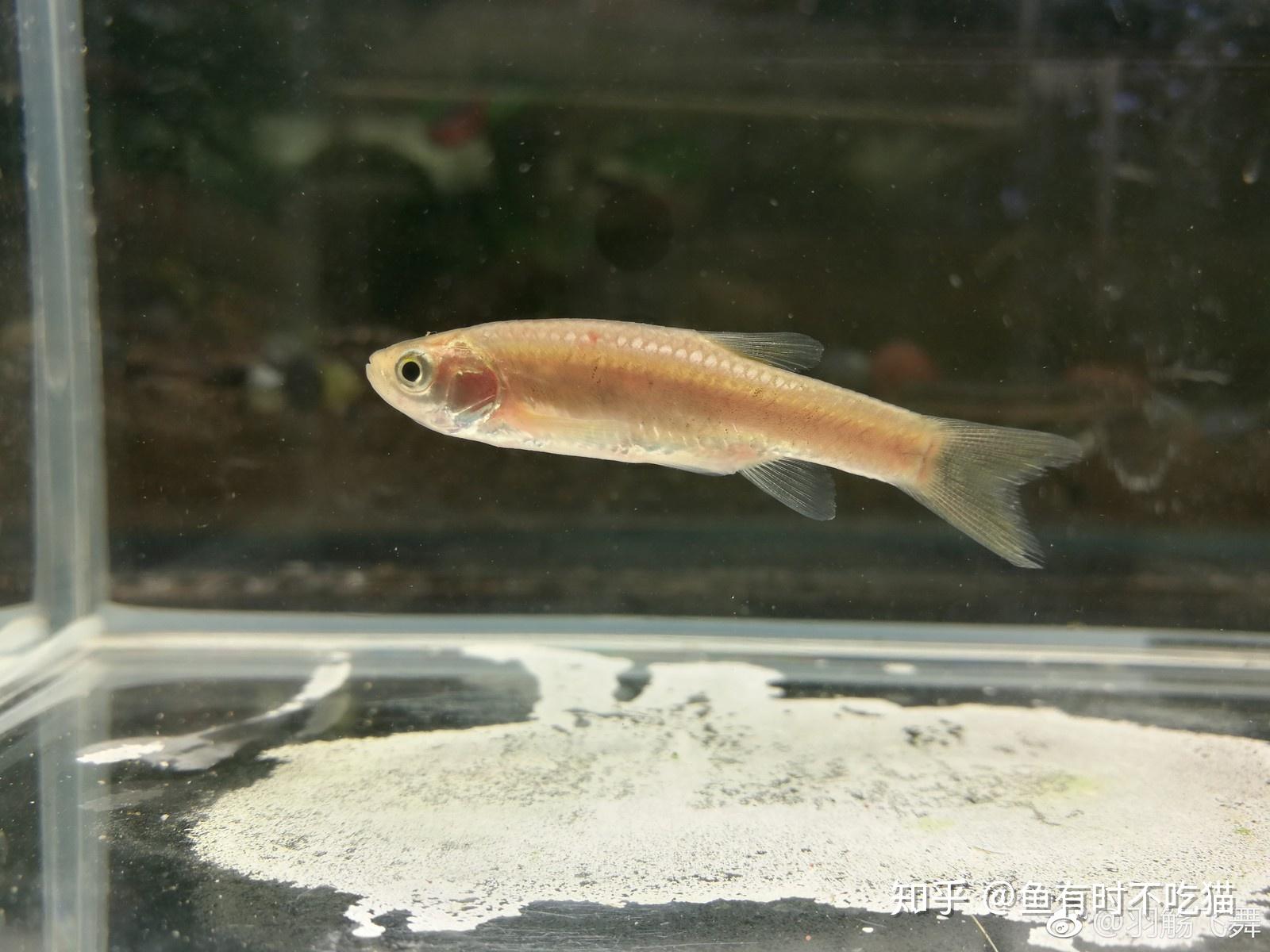 中国原生鱼：北京鱼类图鉴 - 知乎