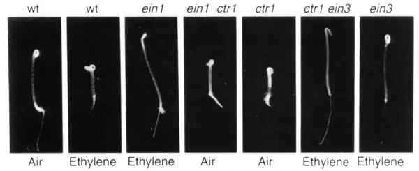 乙烯信号转导——“大反派” CTR1 - 知乎