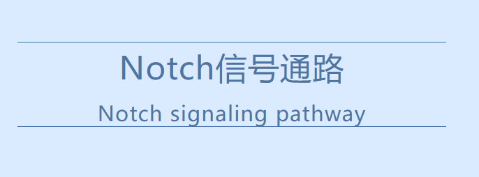 Notch信号通路介绍（及调控基因介绍） - 知乎
