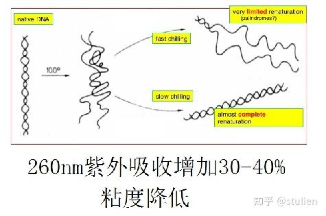 分子生物学回顾——染色体与DNA - 知乎