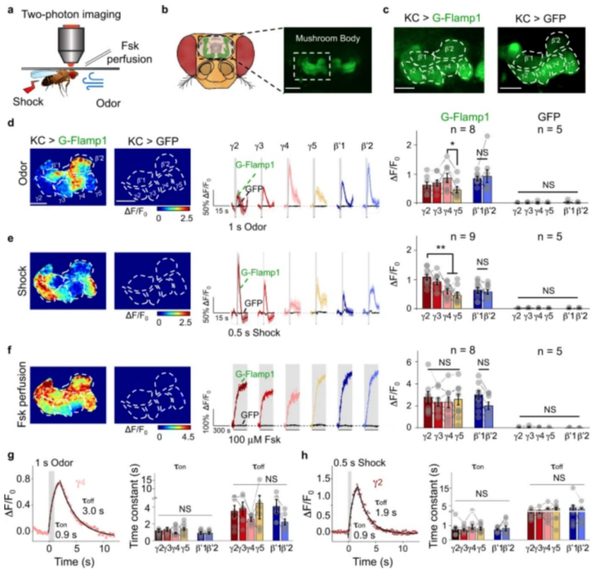 在活体内实现12倍荧光变化，中国科学家开发新型荧光探针，为解决基础生物医学难题提供高性能工具 - 知乎