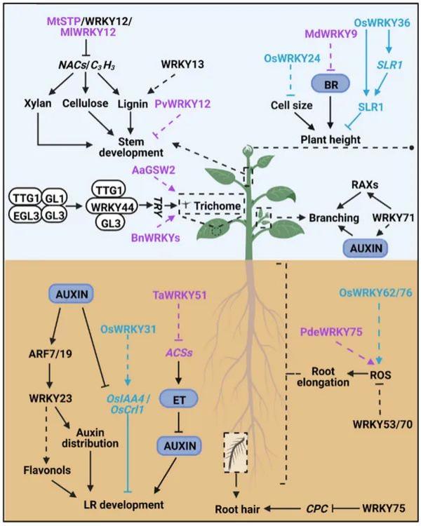 WRKY家族想做个自我介绍（一） - 知乎