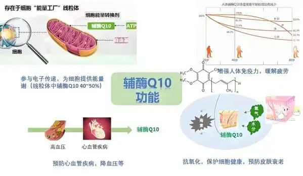 辅酶Q10的还原型与氧化型：如何选择更护肺？日常生活中的科学指南 - 知乎
