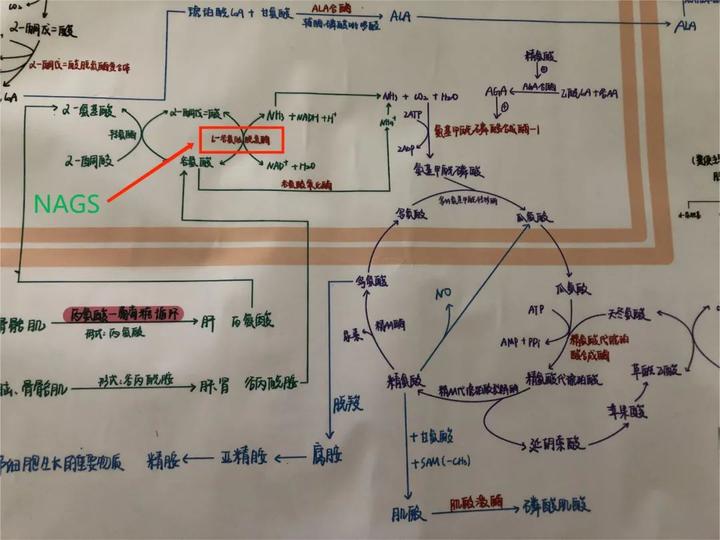 尿素循环障碍：N-乙酰谷氨酸合成酶 (NAGS) - 知乎