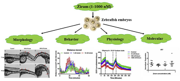 福美锌(ziram)对斑马鱼发育和行为活动的影响 - 知乎