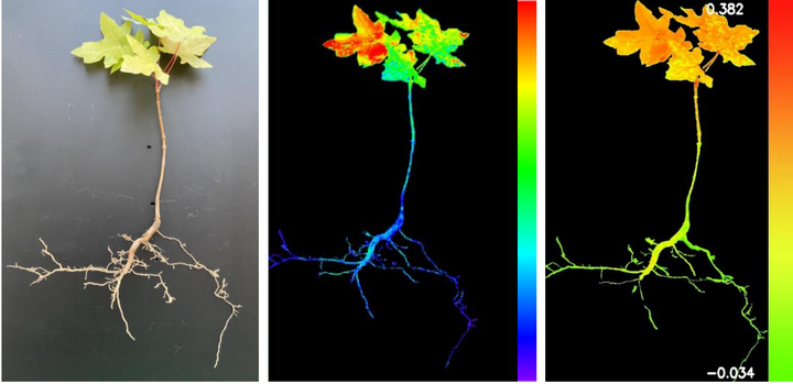 RhizoTron根系高光谱成像分析技术 - 知乎