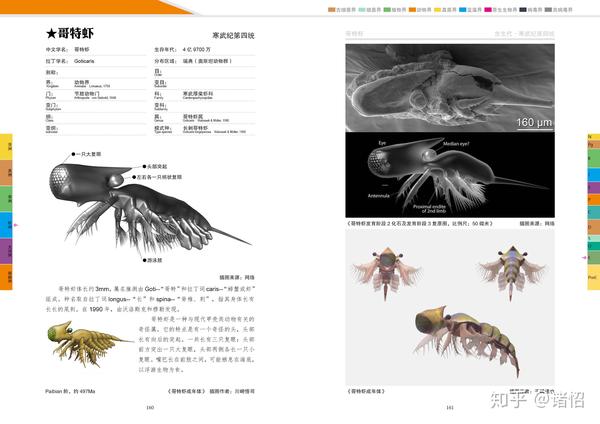 《生物简史图鉴》寒武纪之瑞典（奥斯坦型化石） - 知乎