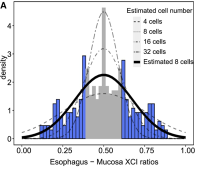 X染色体失活和胚胎发育 - 知乎