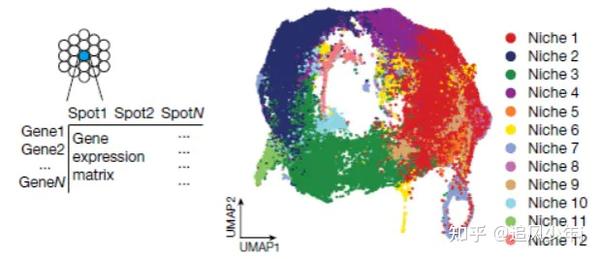 10X空间转录组重点分析合集 - 知乎