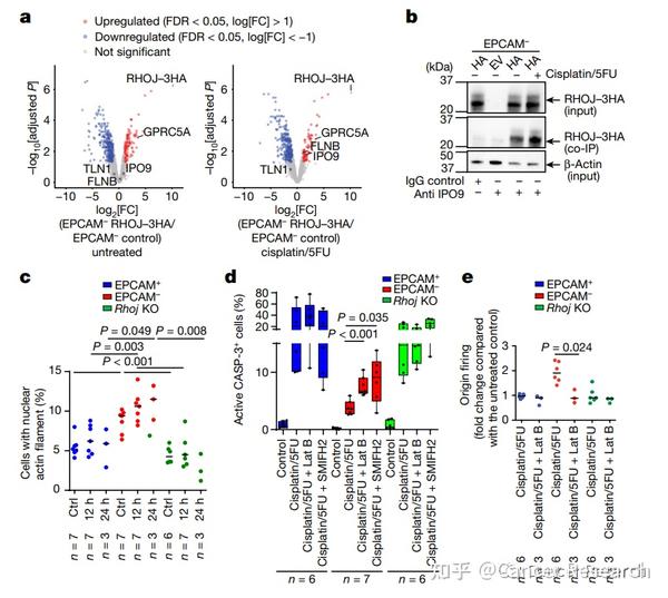 Nature|RHOJ控制EMT相关的化疗耐药性 - 知乎