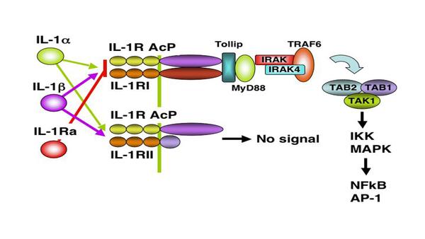 关于IL-1α的核定位、膜L-1α及作用的介绍 - 知乎