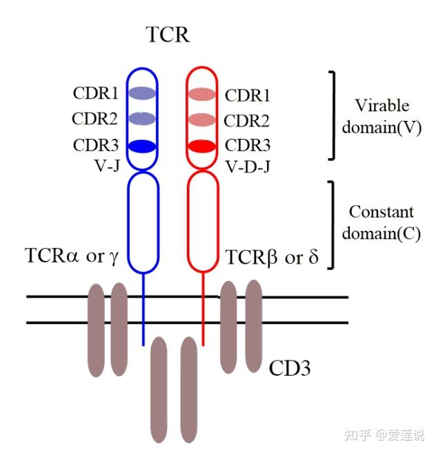 TCR和BCR是什么？对于疾病研究有何意义？ - 知乎