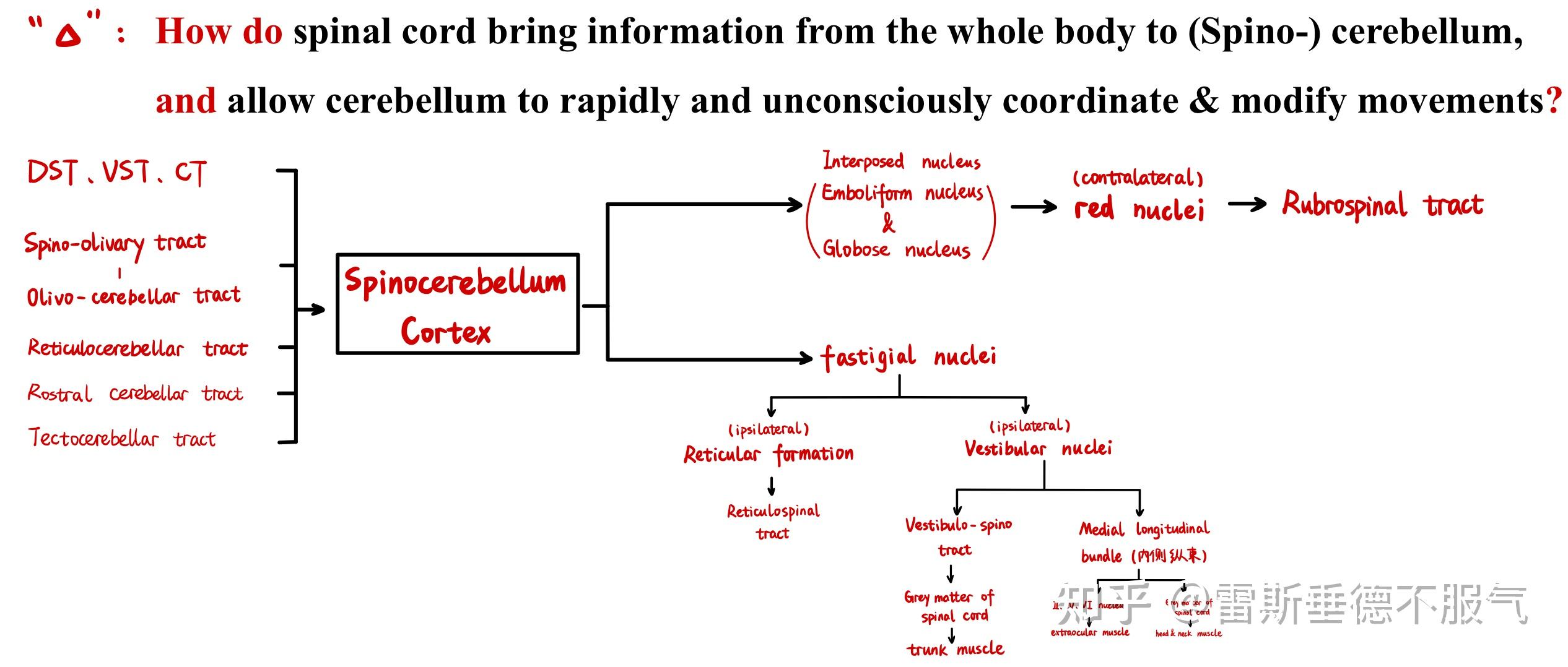 Notes Of Neurobiology The Cerebellum 神经生物学笔记 小脑 知乎