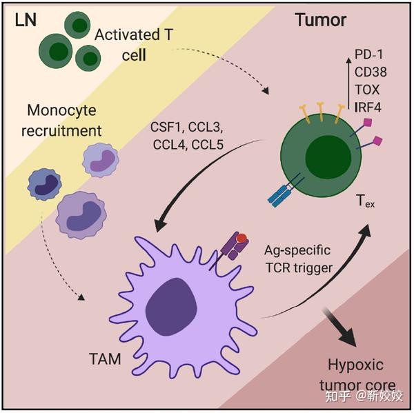 【Cancer Cell】3i晶格光片显微镜揭示肿瘤相关巨噬细胞和耗竭CD8+T细胞之间的时空关联性 - 知乎