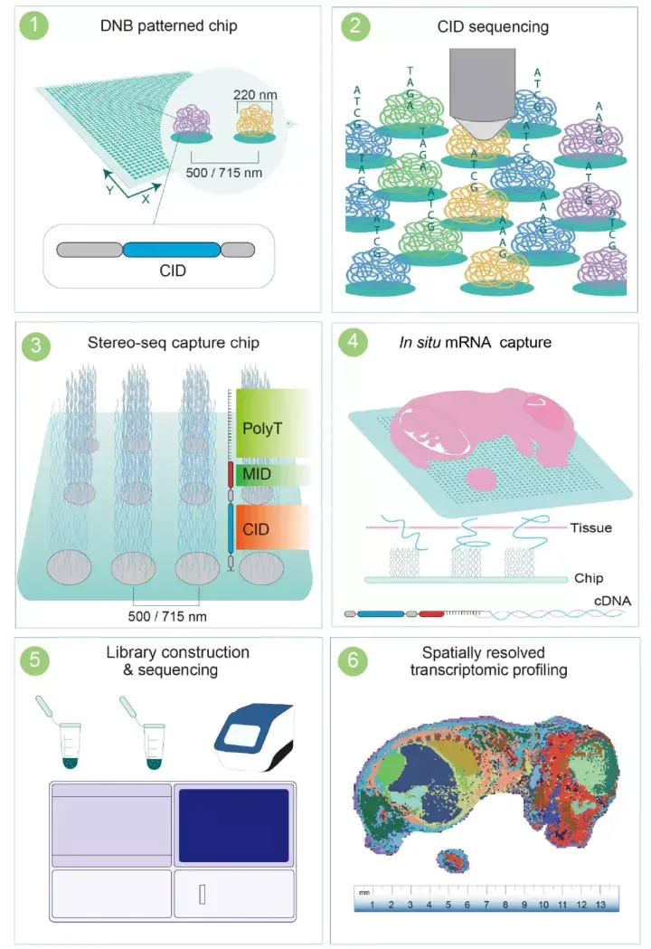 空间转录组国产平台之光------STOmics - 知乎