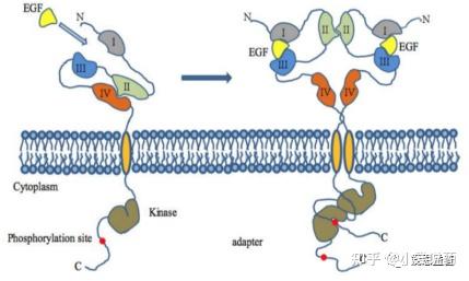 《爱求索》之靶点探索篇——靶向治疗中EGFR靶点分析和研究进展 - 知乎