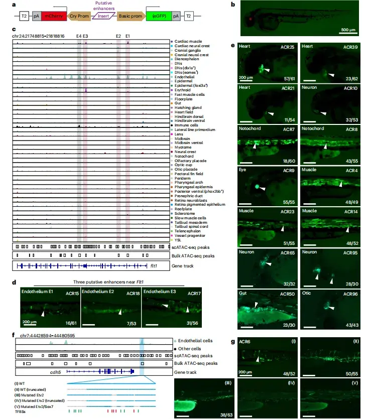 SPATAC-seq绘制单细胞分辨率下斑马鱼胚胎发育的染色质可及性图谱 - 知乎