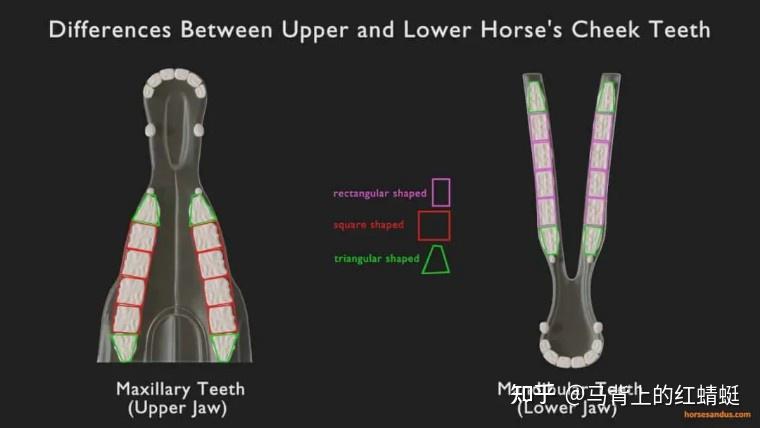 【科普】马牙齿的命名系统-Triadan Tooth Numbering System - 知乎