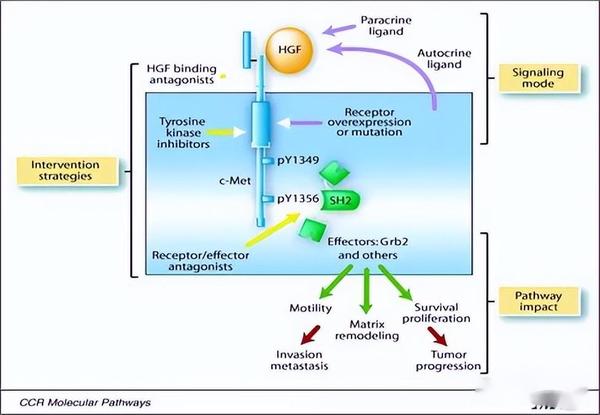 c-Met研发优势在我，国产发力抢占制高点 - 知乎