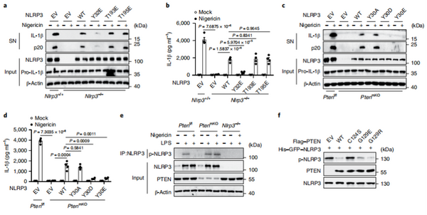 癌症新兴治疗靶点NLRP3炎症小体，源井KO细胞现货轻松助力！ - 知乎