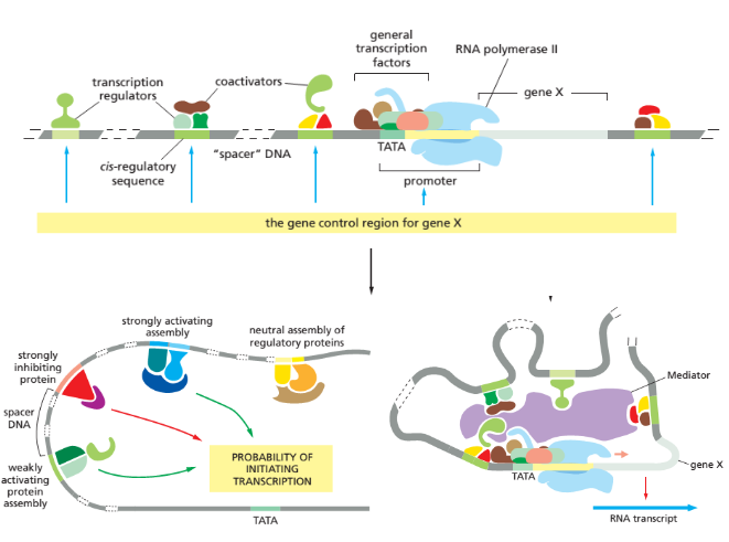 浅谈转录因子及研究方法——以植物WRKY家族为例 - 知乎