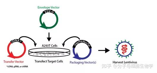 慢病毒包装相关辅助质粒 - 知乎