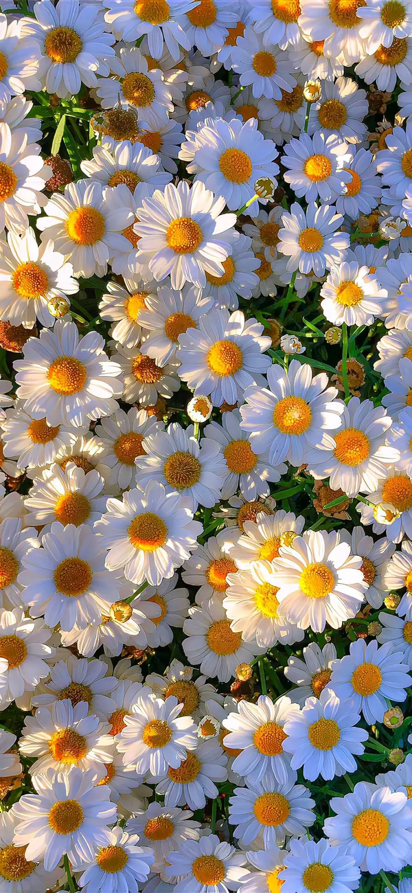 送你一期精美壁纸分享（全面屏4k无水印） - 知乎