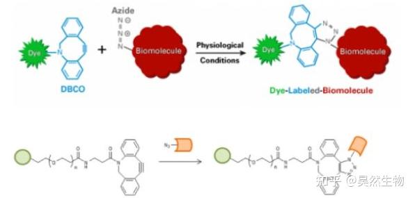 BHQ-1 DBCO，暗猝灭剂修饰二苯并环辛炔点击化学修饰BHQ-2/3 - 知乎