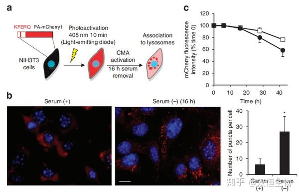自噬干货分享系列之【分子伴侣介导的自噬】 - 知乎