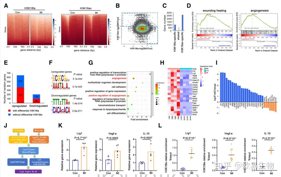 CUT&Tag技术：研究组蛋白乳酸化修饰调控心肌梗死后修复机制 - 知乎
