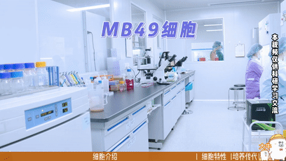 MB49细胞培养，小鼠膀胱癌细胞培养攻略 - 丰晖生物 - 知乎
