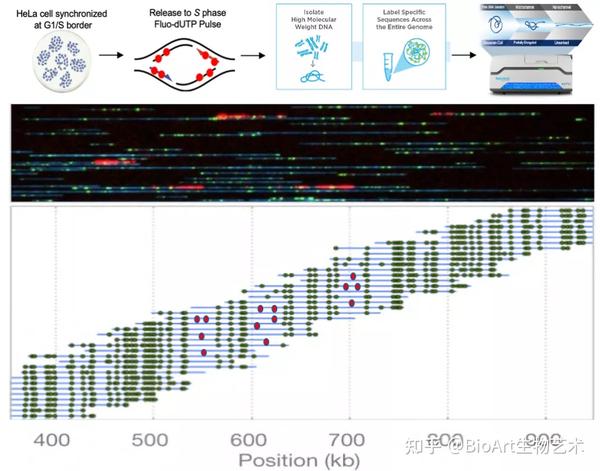 Mol Cell | 陈春龙等开发新单分子组学方法研究人类细胞DNA复制程序 - 知乎