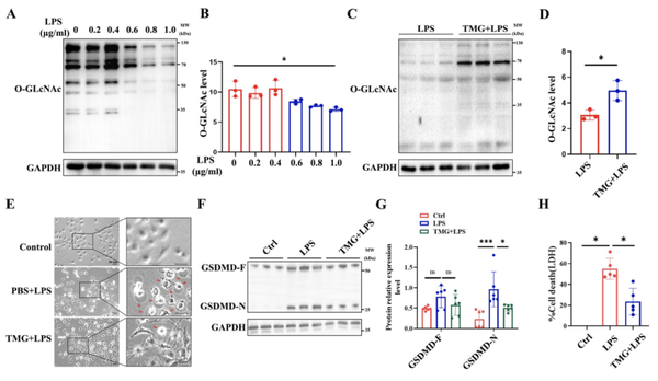 Inflammation Research丨对 GSDMD 进行 O-GlcNAc 修饰可减轻 LPS 诱导的内皮细胞焦亡 - 知乎
