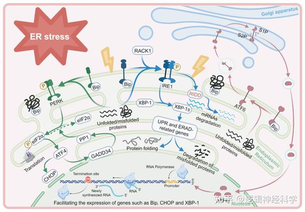 Cell Death Dis 综述︱苏州大学附属第一医院王中团队评述内质网应激和未折叠蛋白反应在创伤性脑损伤进展过程中的调节作用 - 知乎
