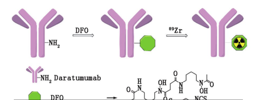 六齿亲水大环配体DFO-Daratumumab/As2O3偶联雷妥尤单克隆抗体 - 知乎