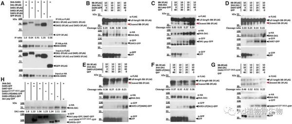 Cell Host & Microbe | 研究揭示拟南芥免疫激活的新机制！ - 知乎