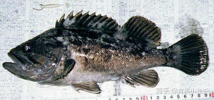 许氏平鲉 - 知乎