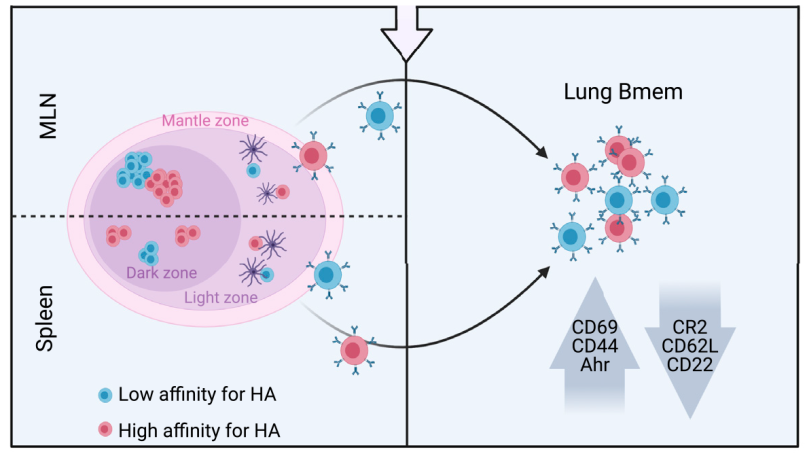 单细胞技术｜免疫组库分析：单细胞BCR测序与单细胞转录组测序，揭示流感病毒感染后B细胞的时空变化 - 知乎