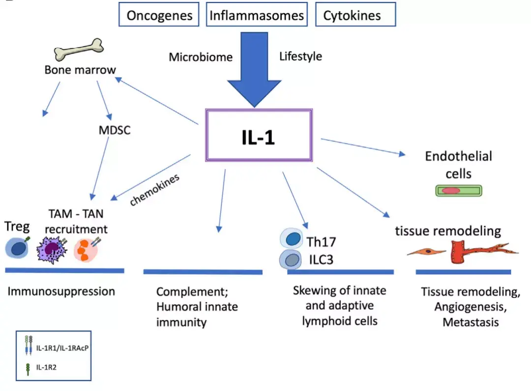 IL-1与肿瘤治疗 - 知乎