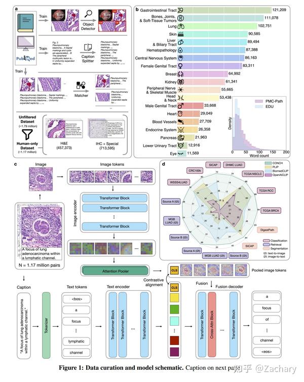 Nature Medicine最新研究：哈佛医学院开发迄今为止最大的两个病理AI基础模型（一）CONCH - 知乎