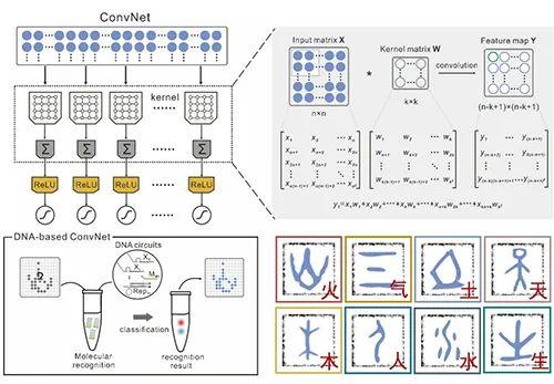 【Nature.Mac.Intel】基于DNA调控电路的分子卷积神经网络 - 知乎