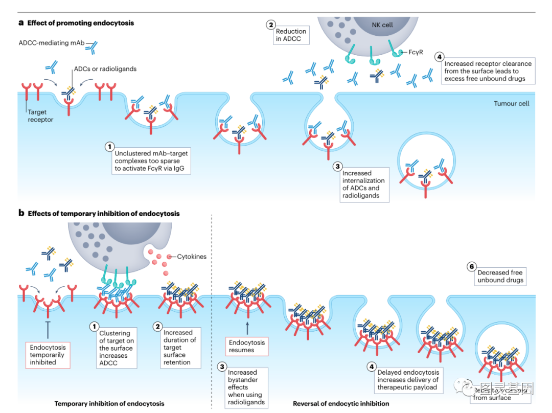 Nat Rev | 内吞机制在癌症和抗体药中的重要作用 - 知乎