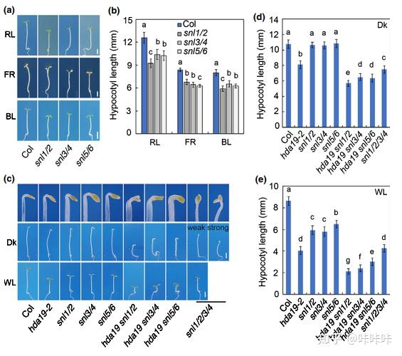 文献解读-组蛋白去乙酰化酶复合体SNL-HDA19 通过拮抗HY5 活性抑制拟南芥的光形态建成 - 知乎