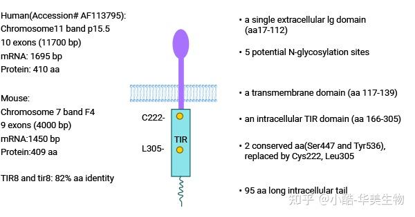 SIGIRR：一个新的信号受体TIR超家族成员，机体炎症、免疫反应的“刹车”分子！ - 知乎