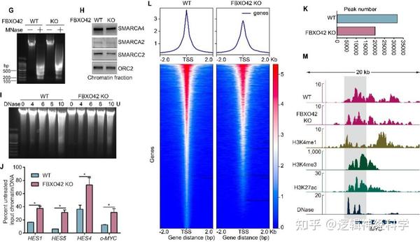 Sci Adv︱西湖大学李旭团队揭示Notch通路信号整合传递及转录复合物活性调节的分子机制 - 知乎