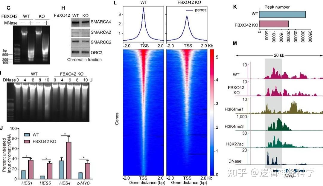 Sci Adv︱西湖大学李旭团队揭示Notch通路信号整合传递及转录复合物活性调节的分子机制 - 知乎