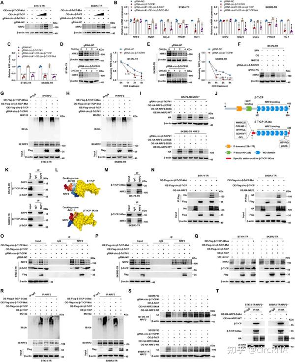Redox Biol丨研究人员揭示环状RNA中潜藏的新型 β-TrCP 蛋白异构体赋予 HER2 乳腺癌患者曲妥珠单抗耐药性 - 知乎