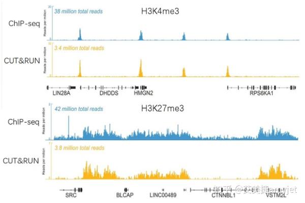 CUT＆RUN技术在蛋白质-DNA研究中的广泛应用 - 知乎